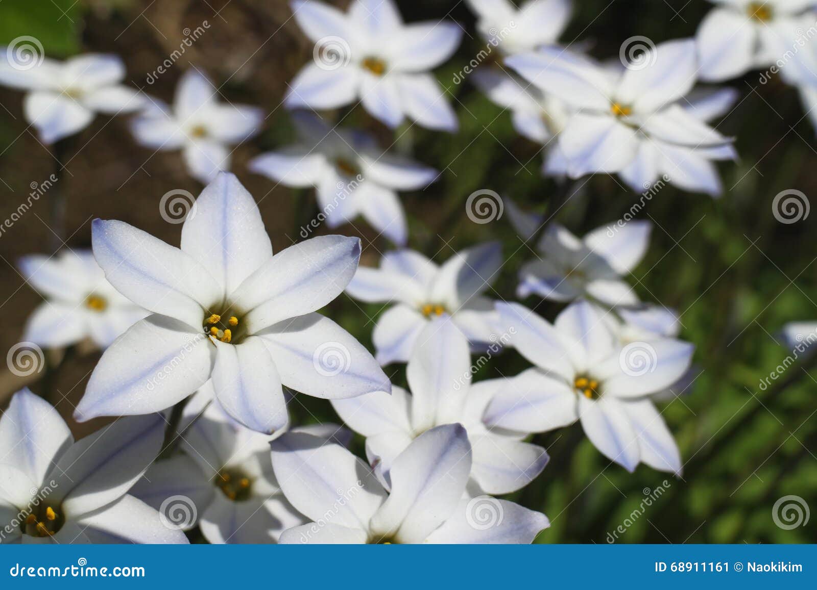 Blue Spring Star Flower Field #2 Stock Image - Image of natural, season ...