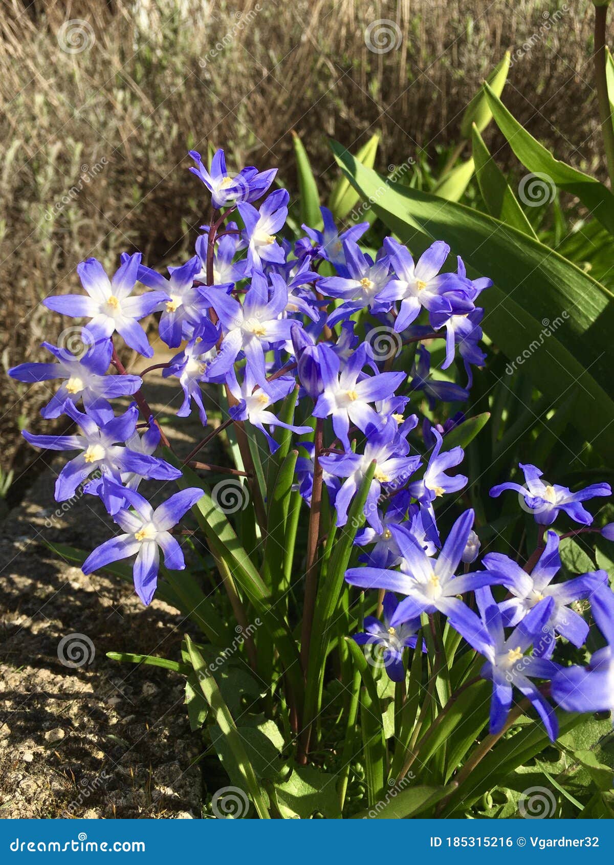 Chionodoxa Flowers in Bloom Stock Photo - Image of nature, chionodoxa ...