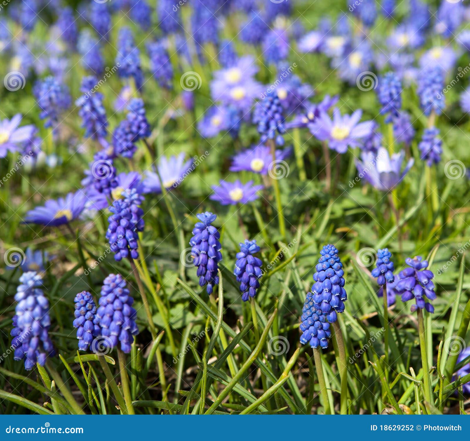 Blue springtime stock photo. Image of garden, focus, blues - 18629252