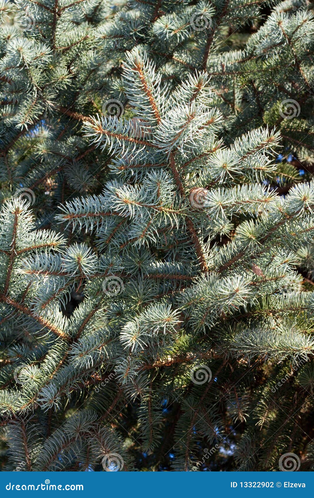 Blue spruce stock photo. Image of green, coniferous, nature - 13322902