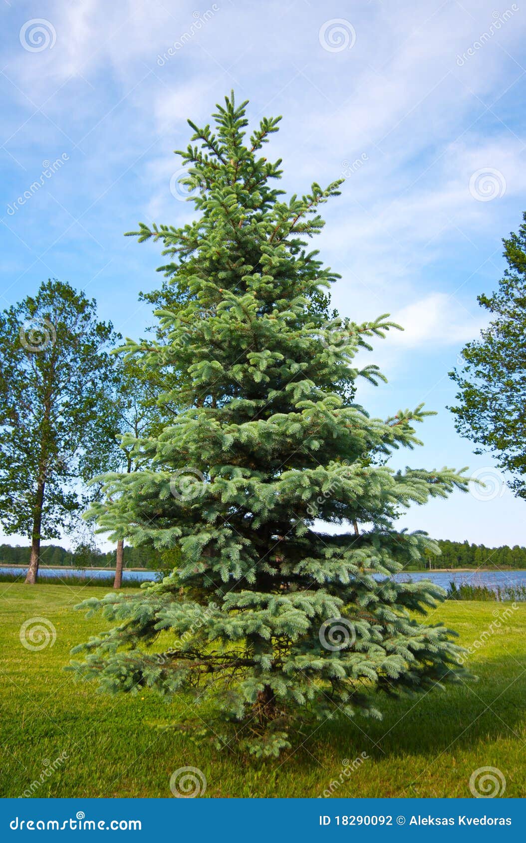Blue spruce stock photo. Image of rural, season, scene - 18290092