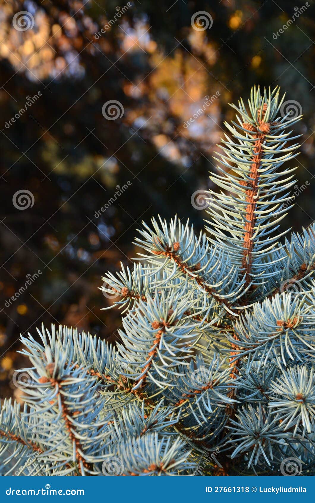 Blue spruce stock photo. Image of green, spruce, blue - 27661318