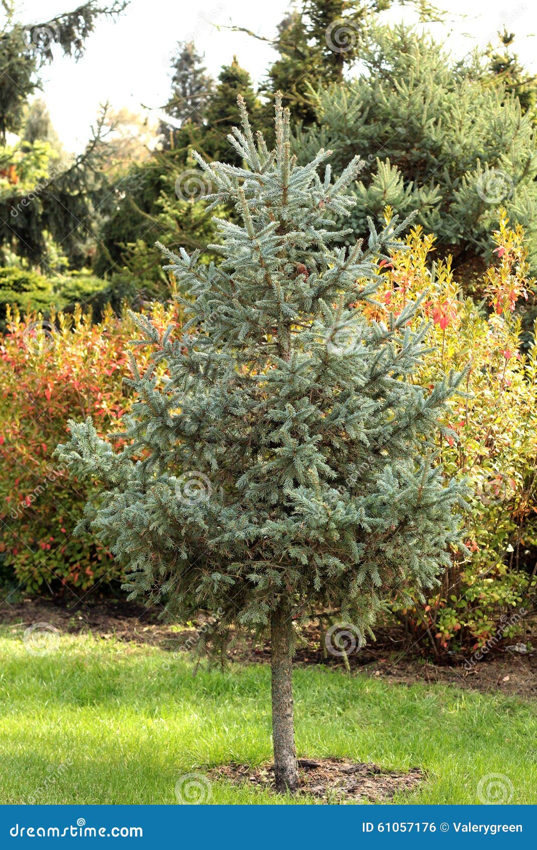 Blue Spruce in the Autumn Garden Stock Photo - Image of young, colorado ...