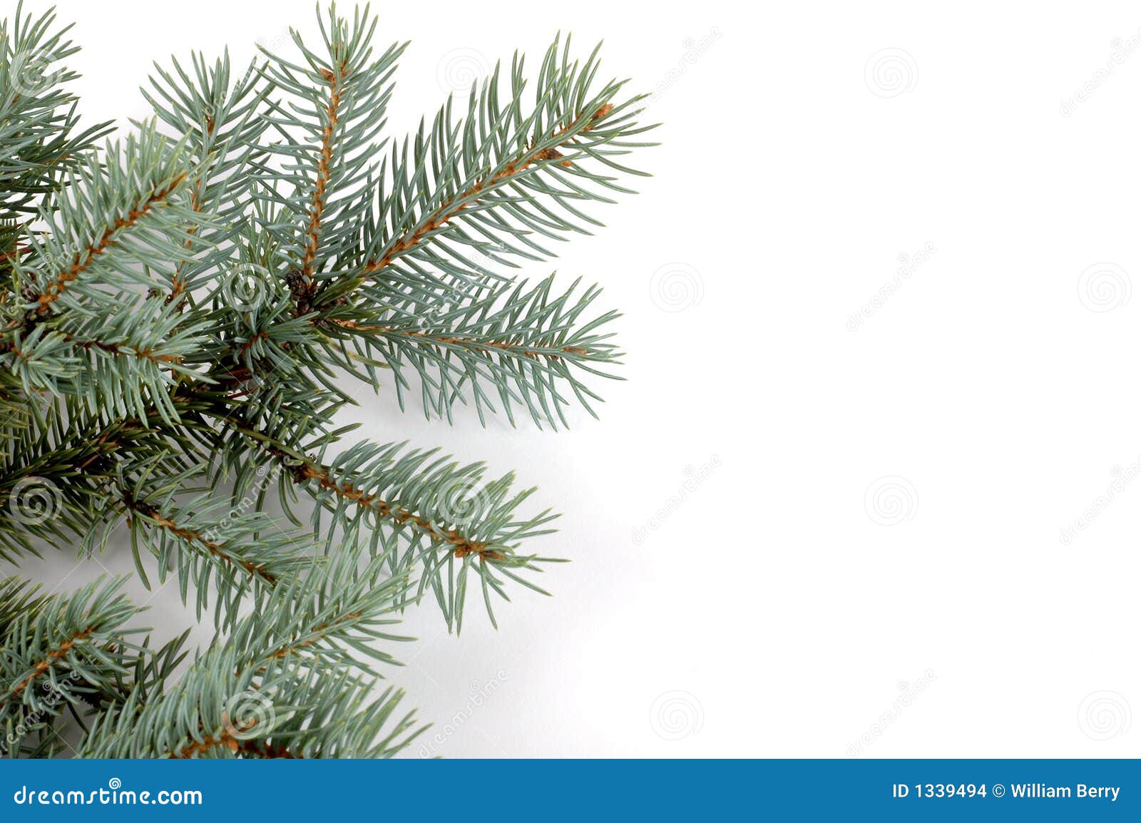 Blue Spruce Bough stock photo. Image of decorative, wreath - 1339494