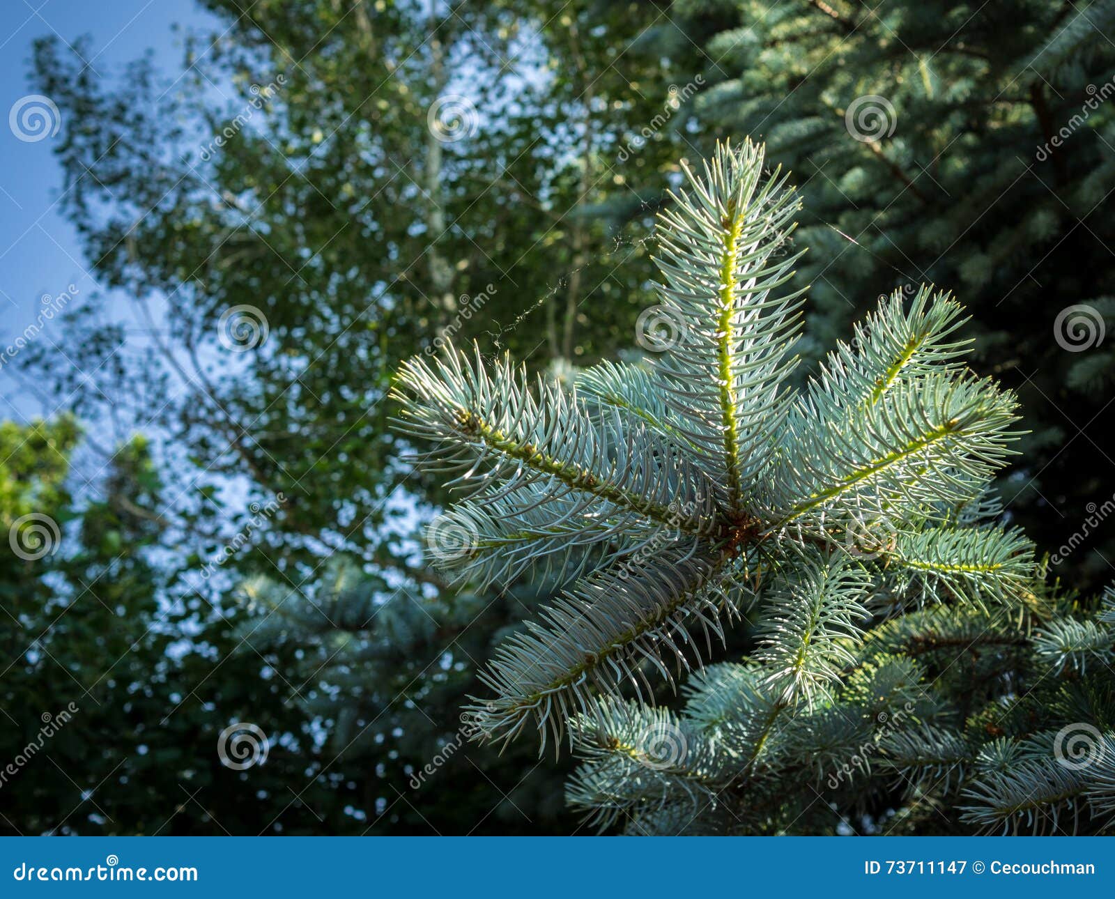 Blue Spruce Boughs II stock image. Image of boughs, evergreen - 73711147