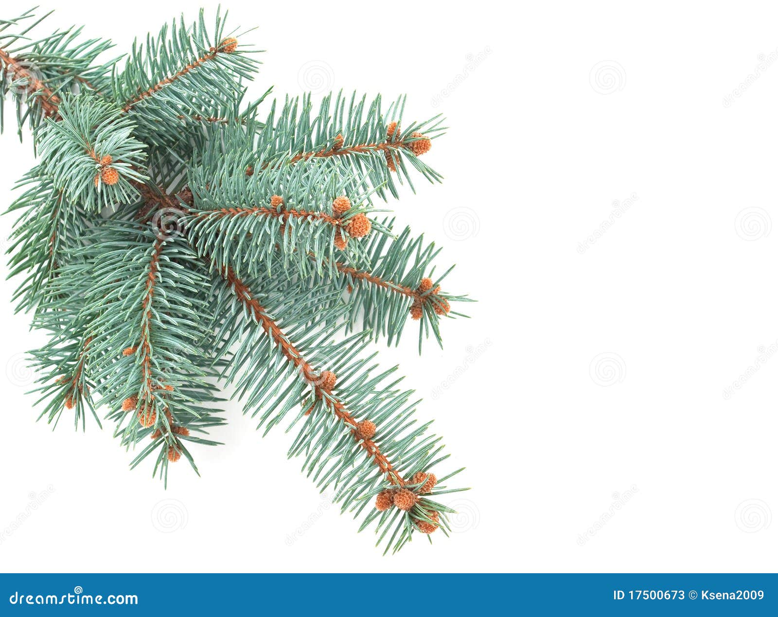 Blue spruce branch stock image. Image of decor, spruce - 17500673