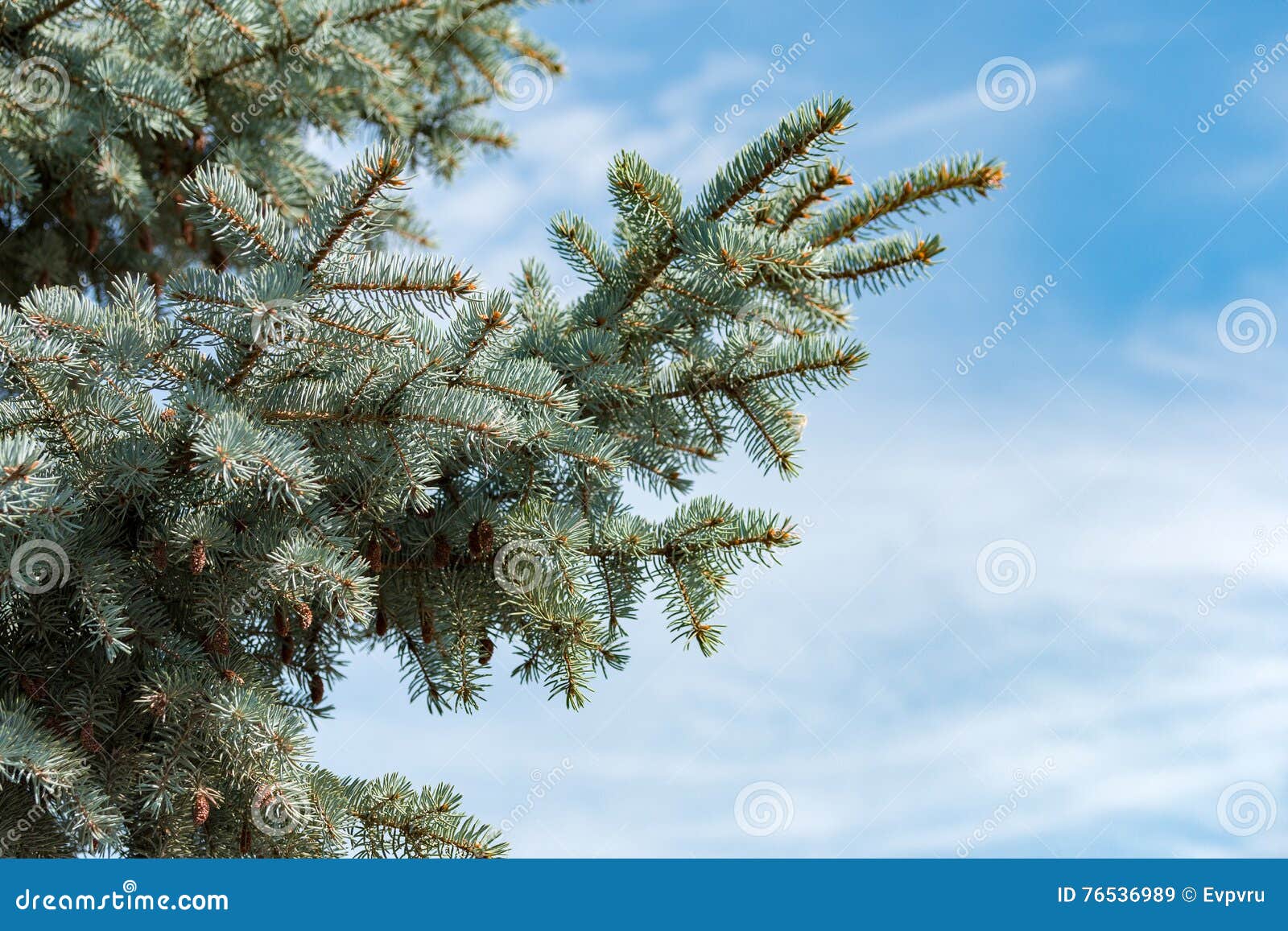 Blue spruce branch stock image. Image of branch, christmas - 76536989