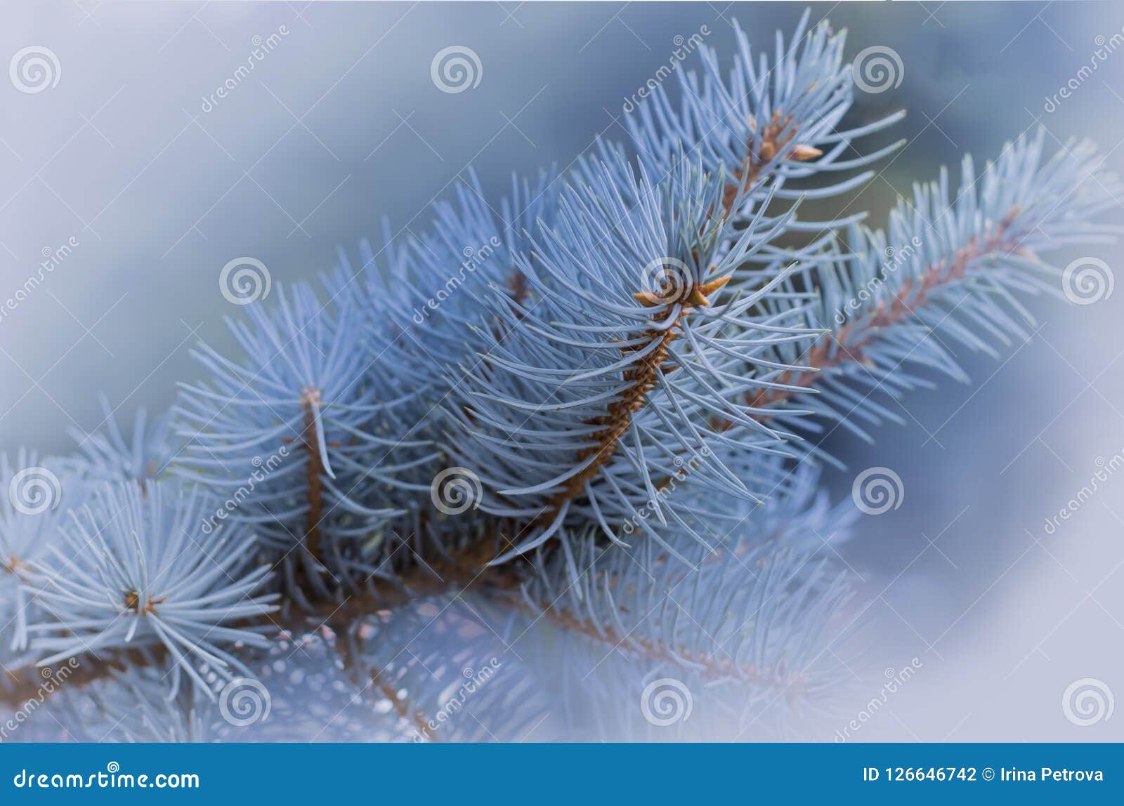 Blue Spruce in the Forest, Background and Texture Stock Photo - Image ...
