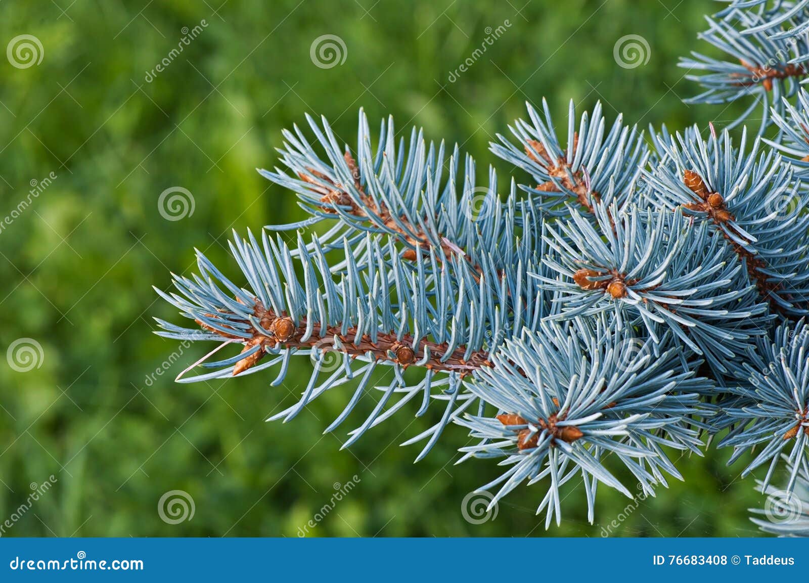 Blue spruce branch stock photo. Image of forest, picea - 76683408