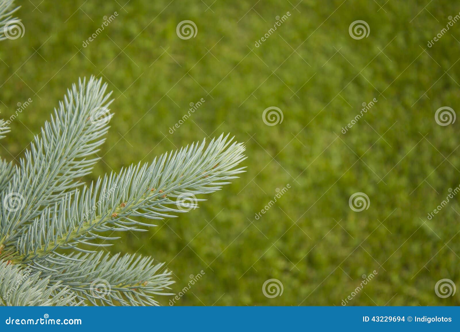 Blue Spruce Branch for Postcards. Stock Photo - Image of green, scenic ...