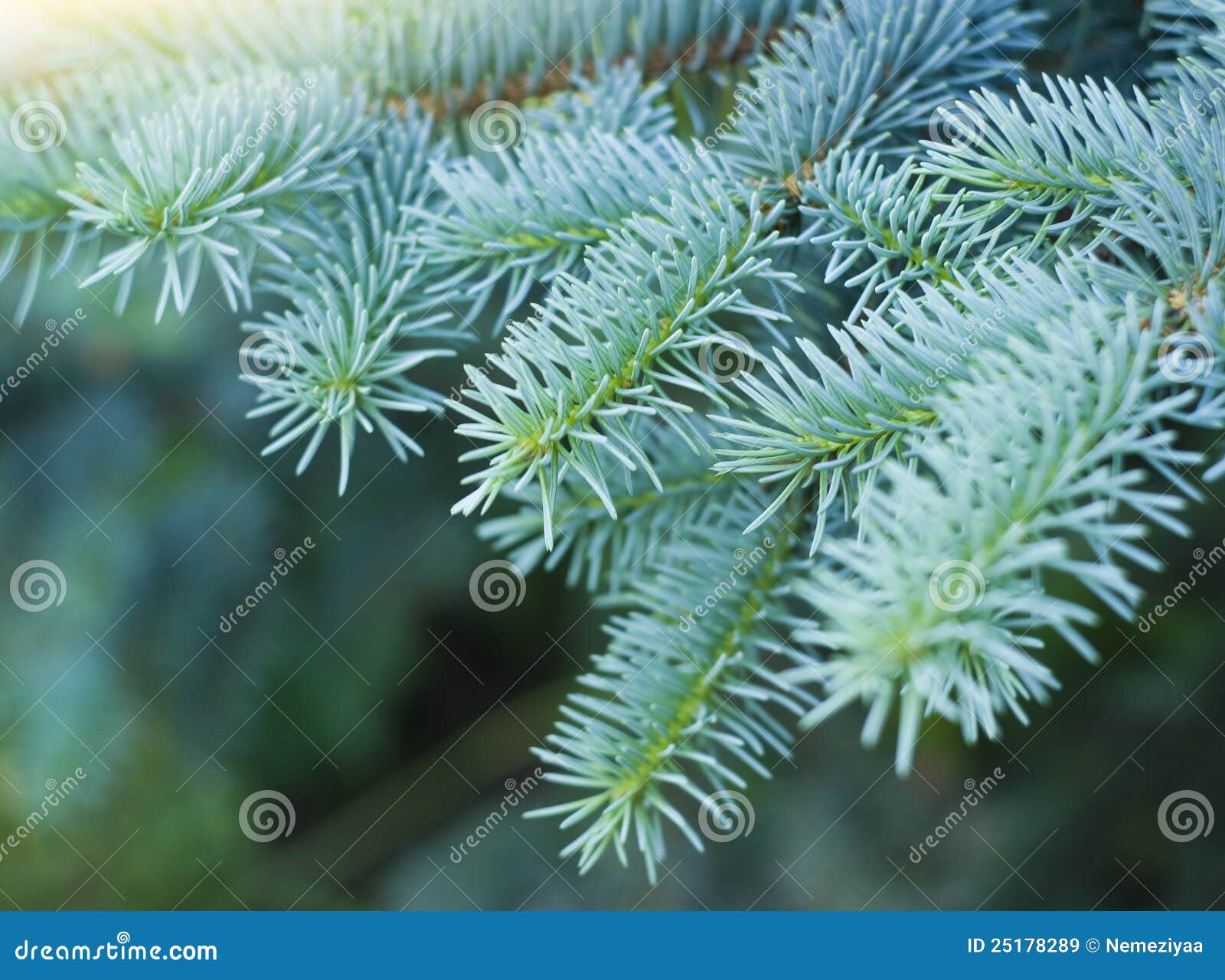 Blue spruce branches stock image. Image of nature, needle - 25178289