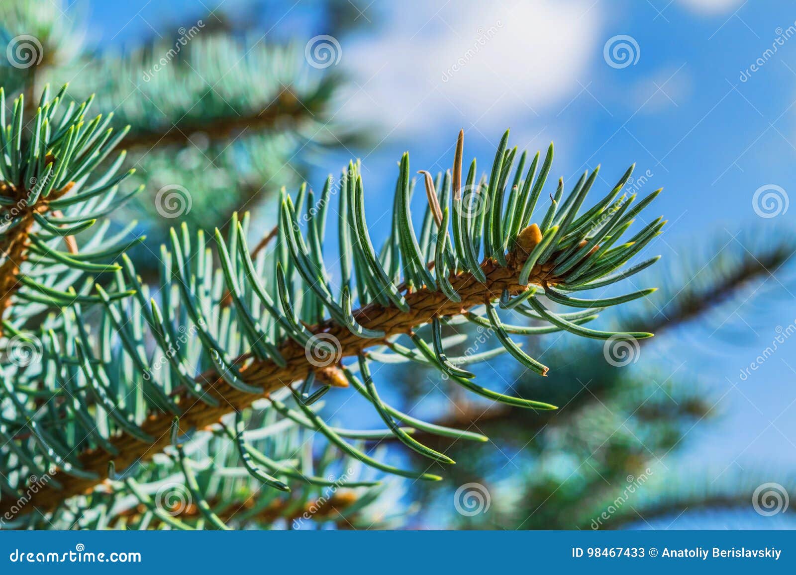 Blue Spruce Branches Close-up Stock Image - Image of drip, detail: 98467433
