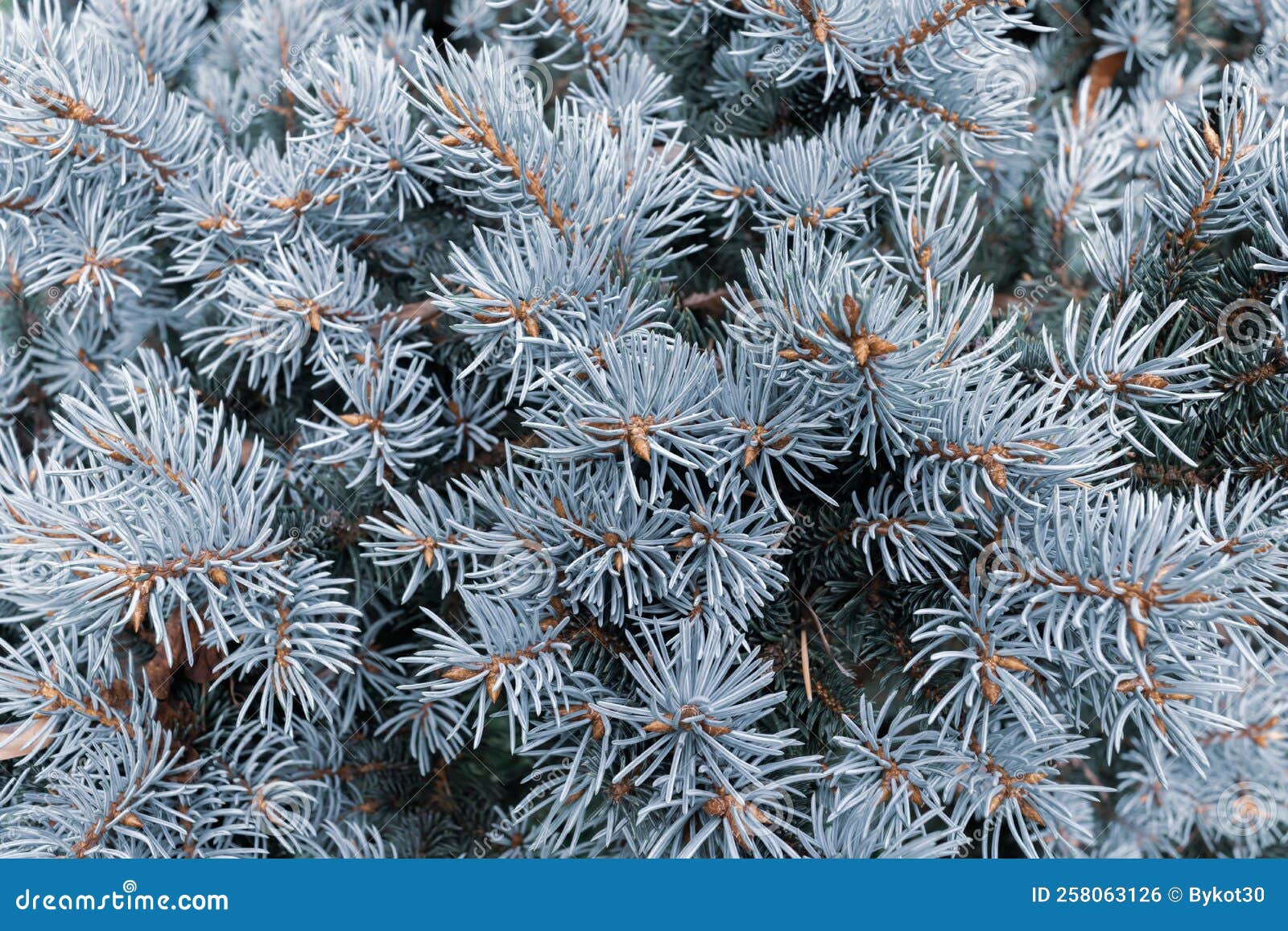 Fir Branches Close-up. Natural Texture. Spruce Background. Blue Spruce ...