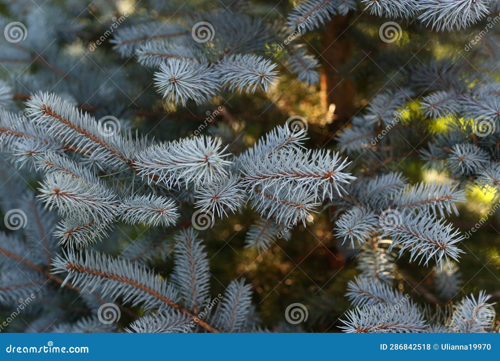 Blue Spruce Branches Close Up Texture Background Stock Photo - Image of ...