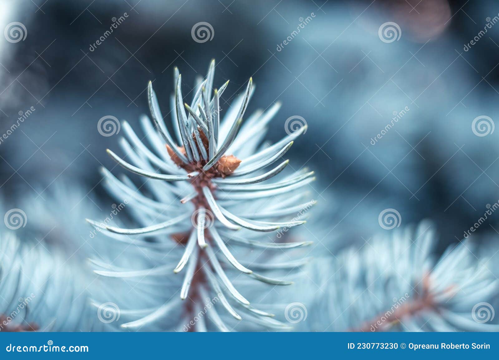 Blue spruce branches stock photo. Image of nature, idyllic - 230773230