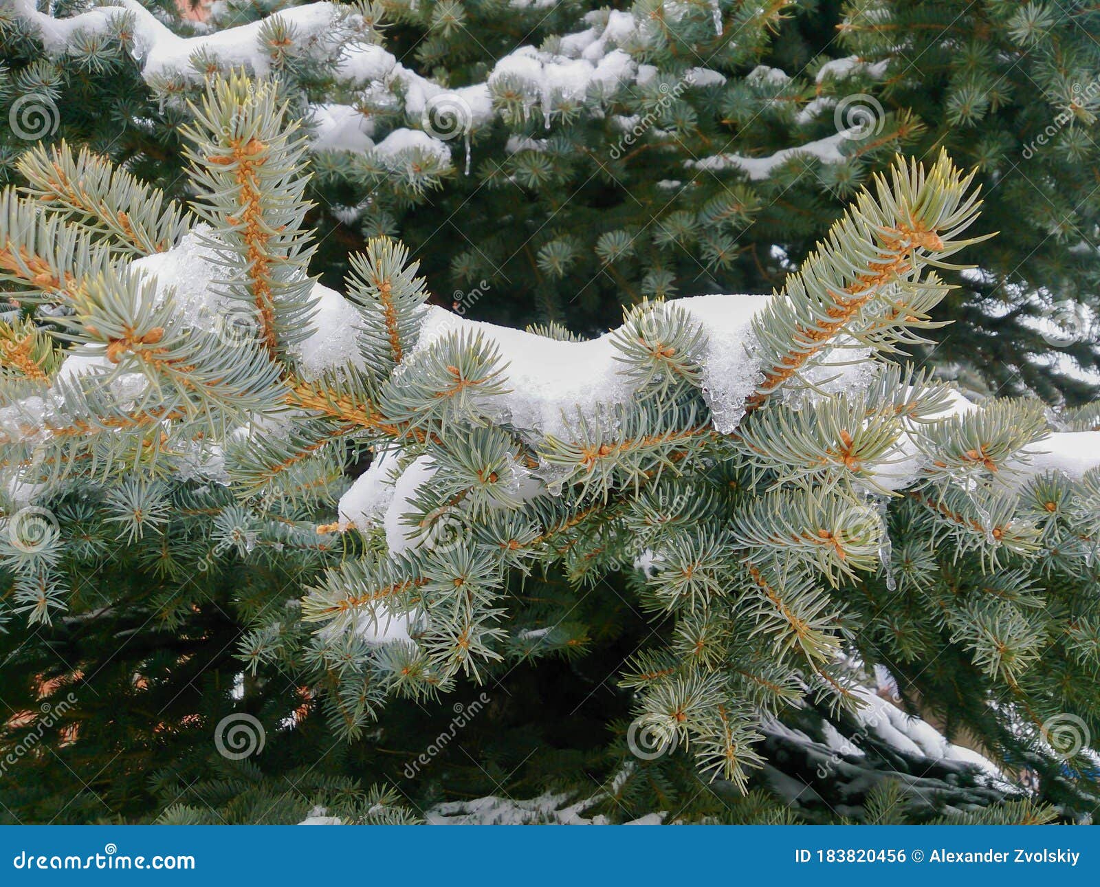 Blue Spruce Branches in Early Spring Stock Photo - Image of snow ...