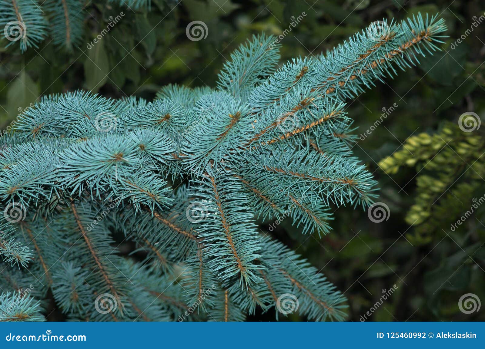 Blue Spruce Branches in the Forest Stock Photo - Image of beautiful ...