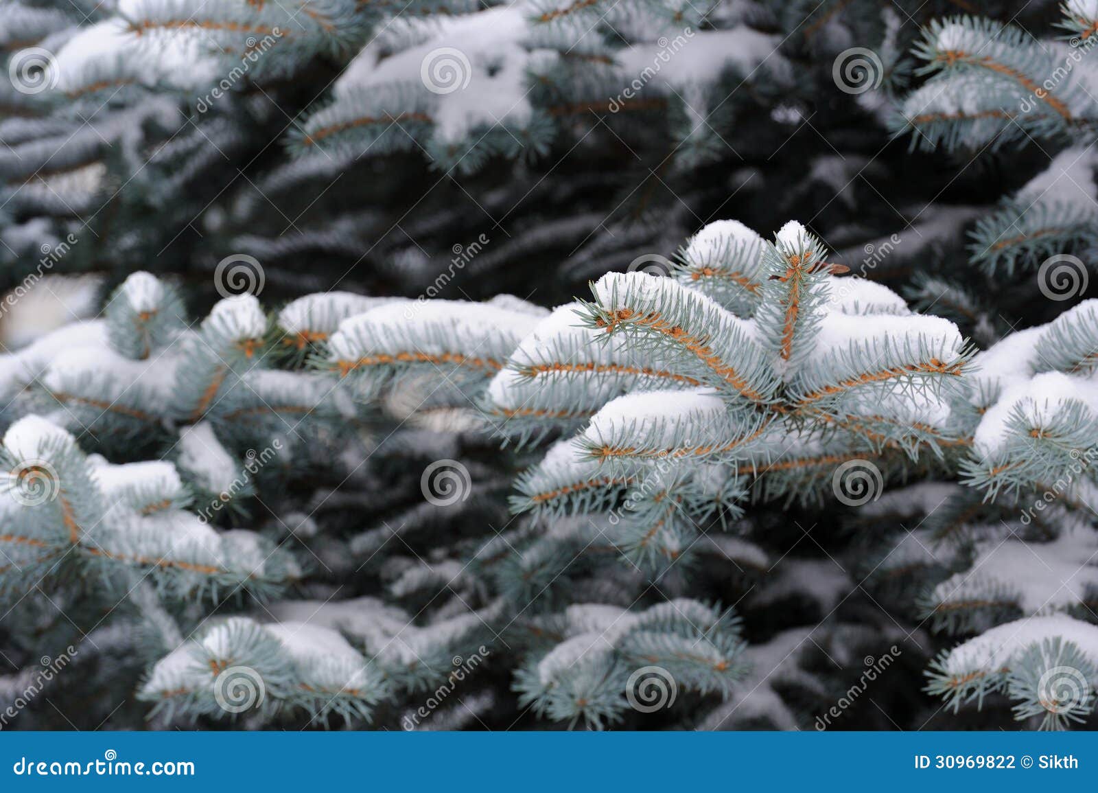 Blue Spruce Branches with Snow in Winter Stock Photo - Image of ...