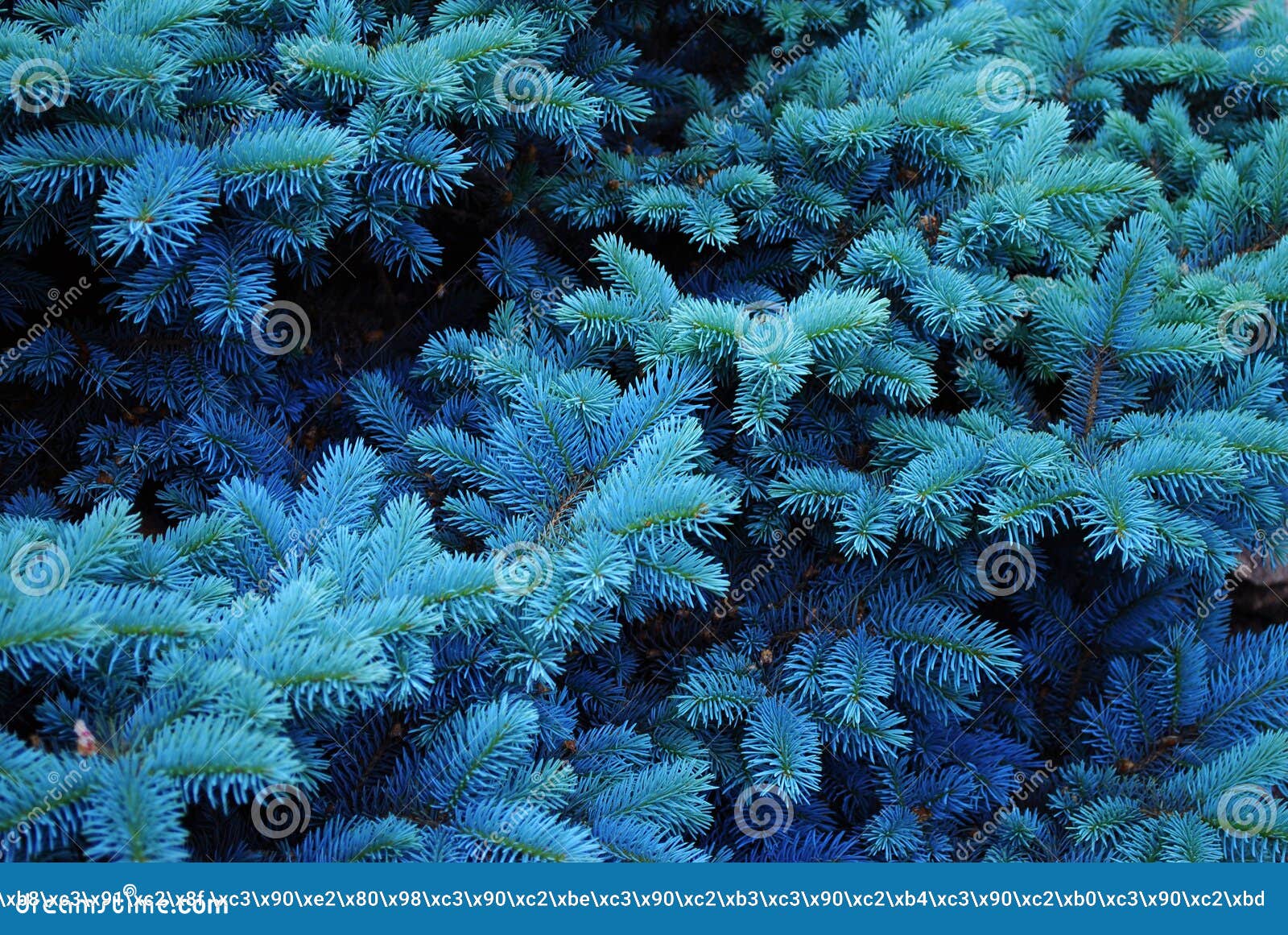 Blue Spruce Branches Texture Close-up Stock Image - Image of fresh ...