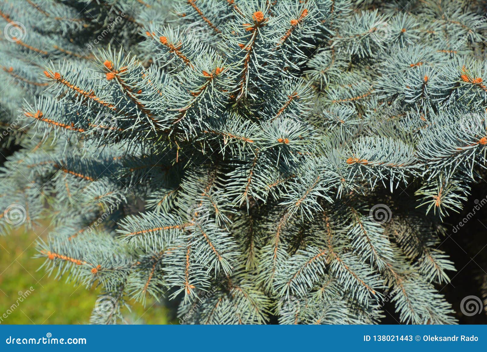 Blue Spruce Branches. Blue Spruce Tree Stock Image - Image of ...
