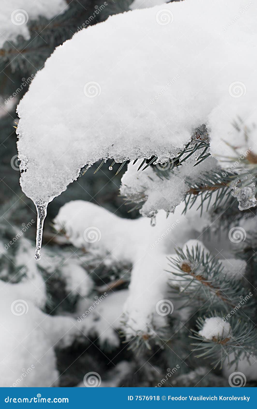 Blue Spruce Branches Under Snow. Stock Photo - Image of tree, snow: 7576918