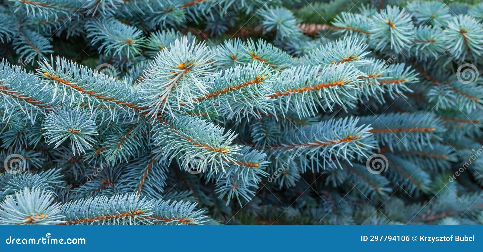 Blue Spruce Branches with Visible Details. Background Stock Photo ...