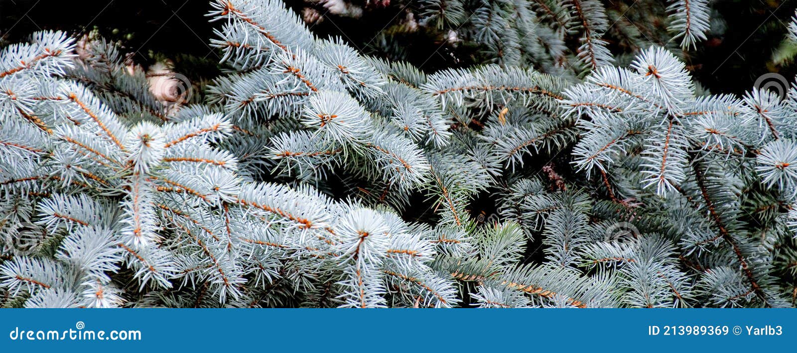 Blue Spruce Branches, Wide View, Blank for a Banner Stock Image - Image ...