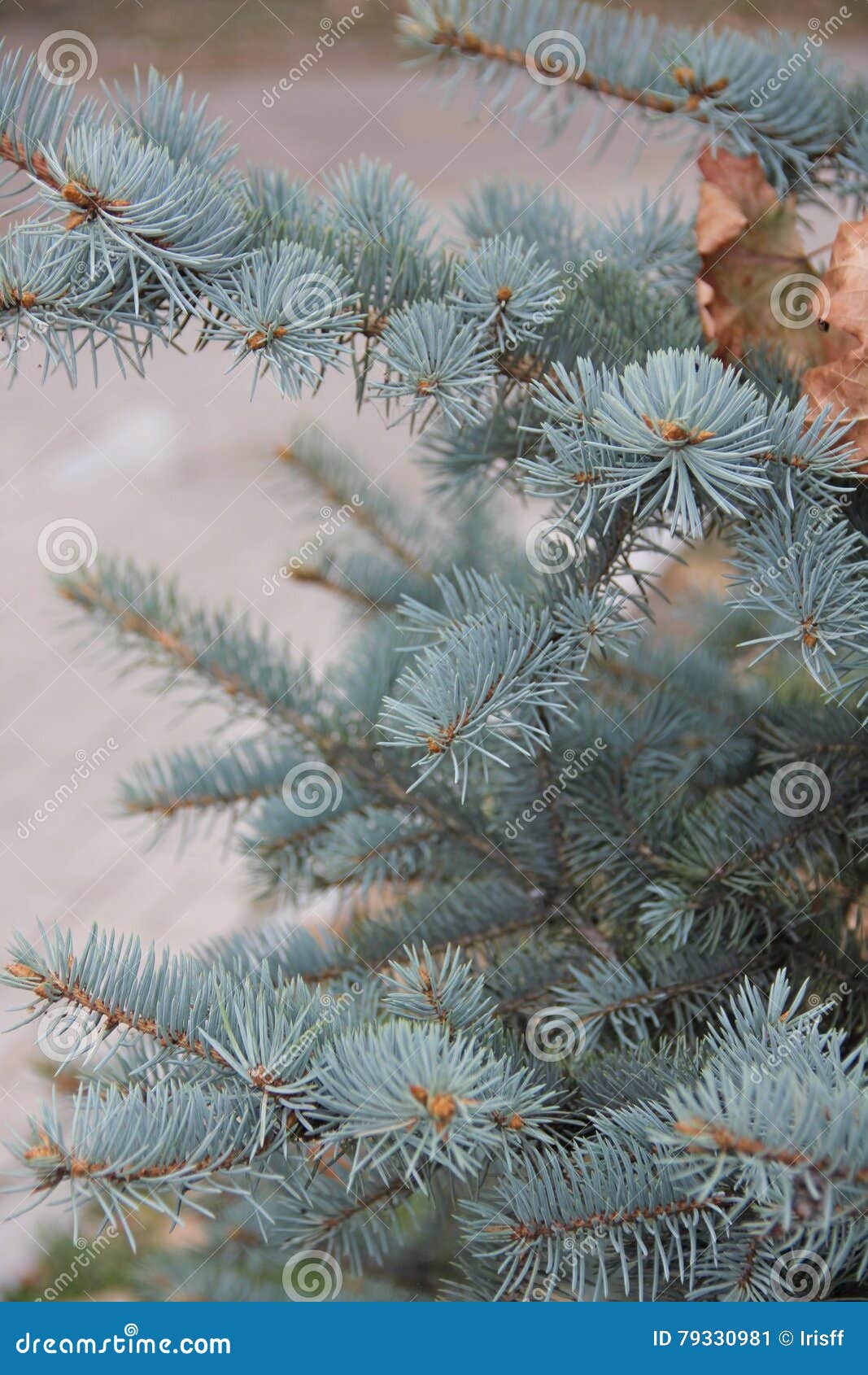 Blue spruce stock image. Image of trees, spruce, coniferous - 79330981