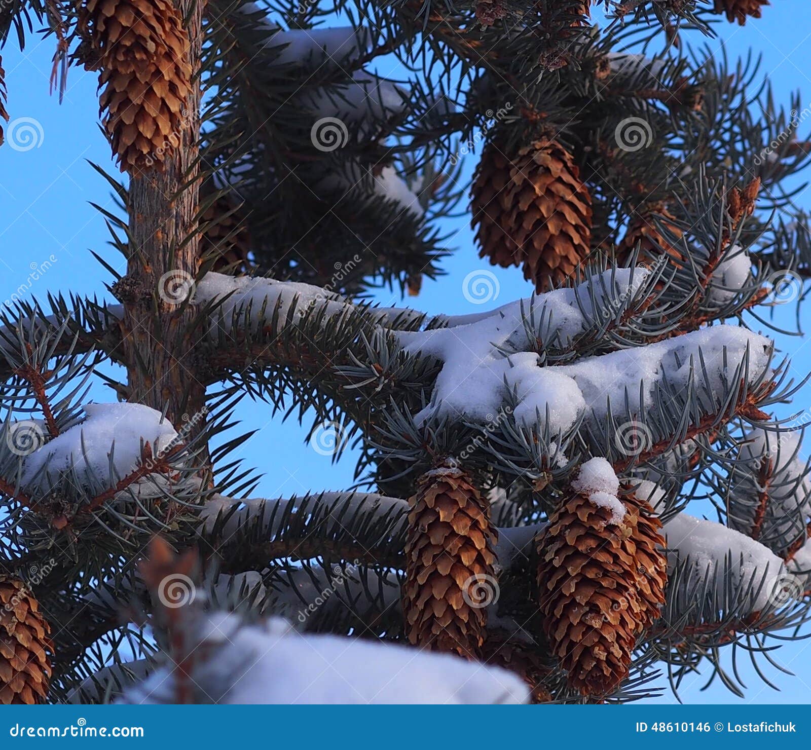 Blue Spruce Cones stock photo. Image of snow, blue, cones - 48610146
