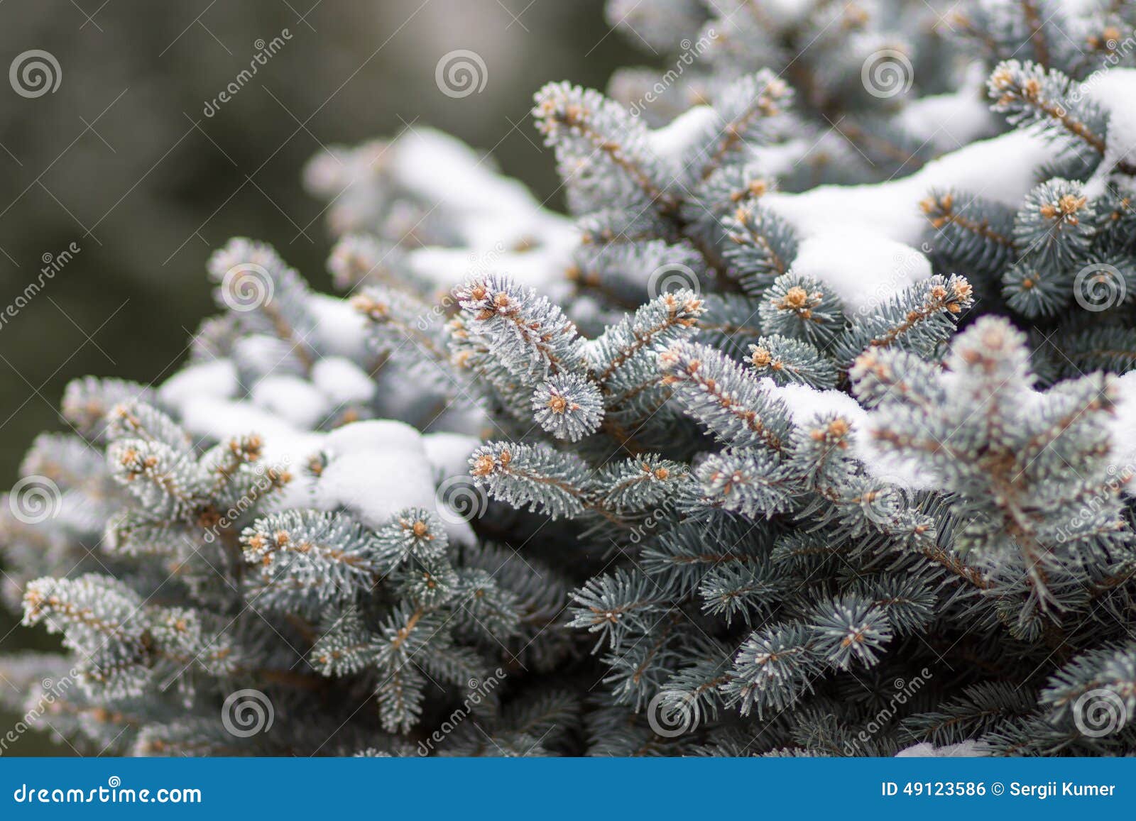 Blue Spruce Covered with Snow Stock Photo - Image of macro, environment ...