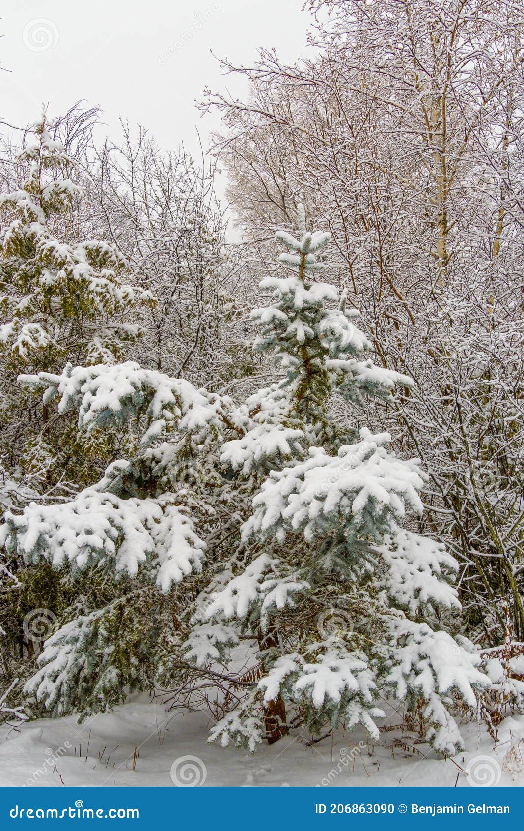 Blue Spruce in a Deep Wild Forest Stock Photo - Image of white, explore ...