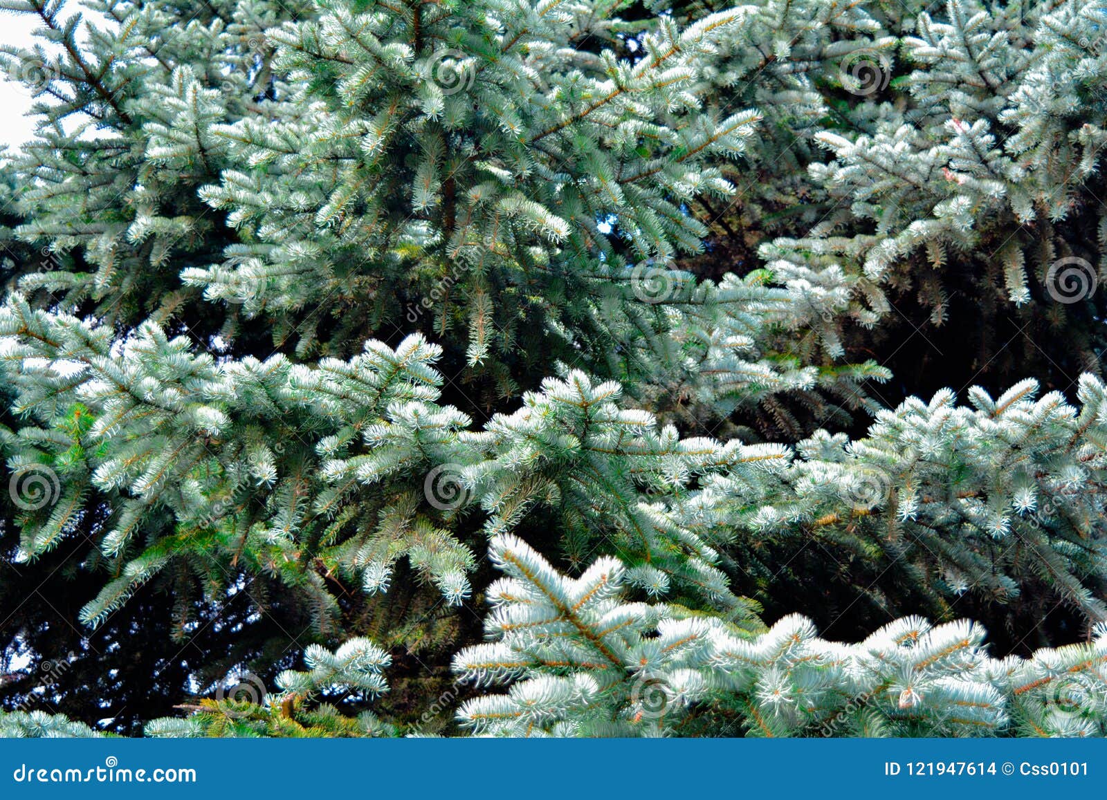 Blue Spruce Fir Tree Branches Stock Photo - Image of culture ...