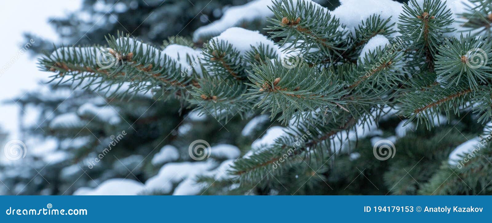 Blue Spruce in the Forest, Fluffy Snow on the Spruce Branches ...