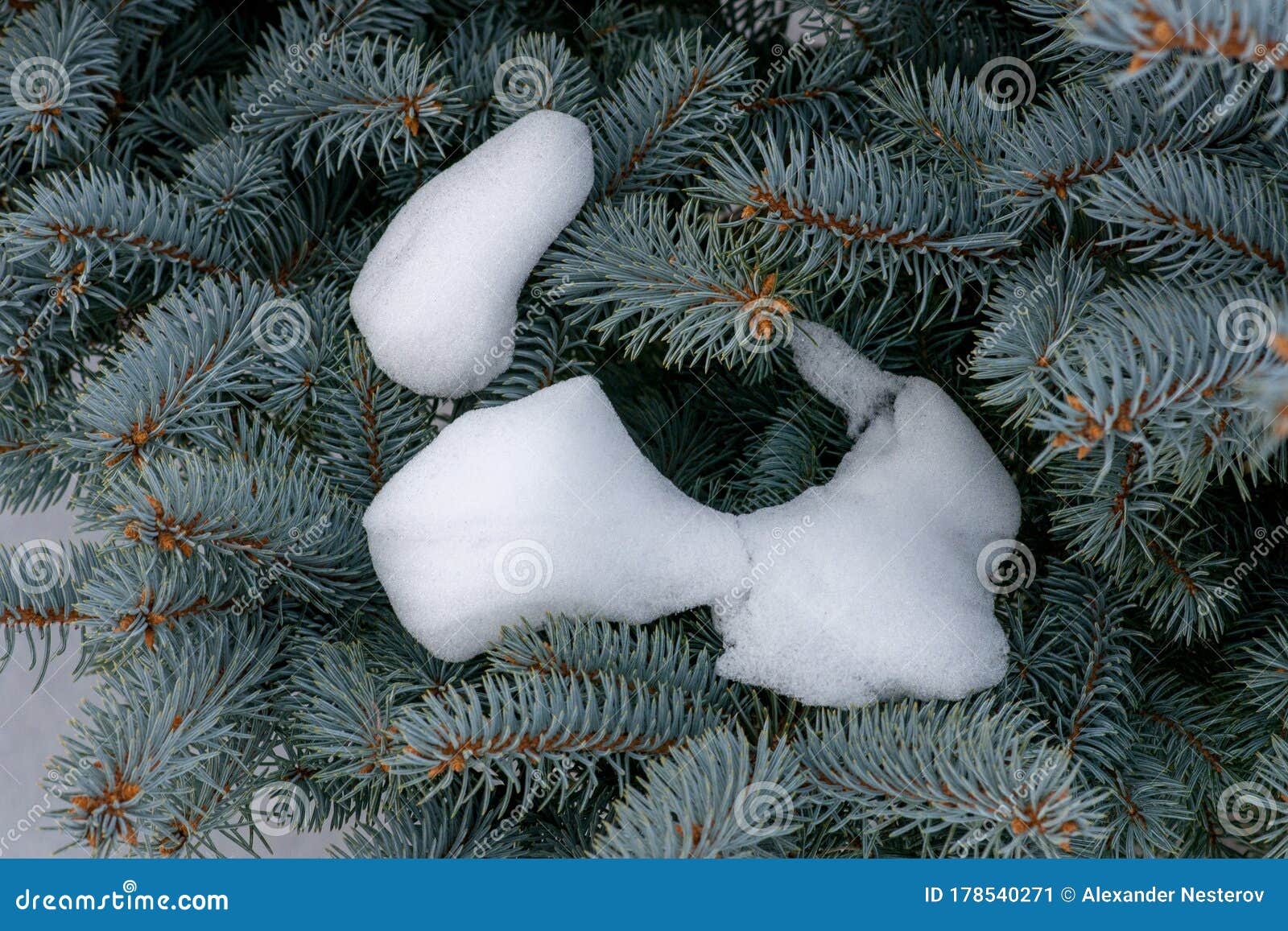 Branches of Blue Spruce in the Snow Stock Image - Image of conceptual ...