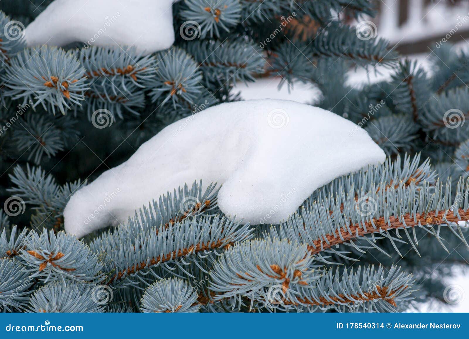 Branches of Blue Spruce in the Snow Stock Photo - Image of spruce ...