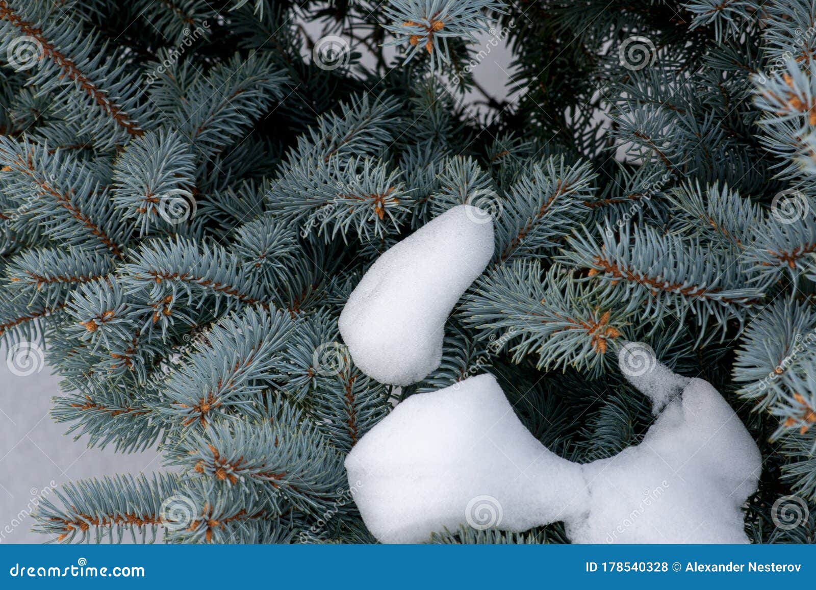 Branches of Blue Spruce in the Snow Stock Photo - Image of plant, green ...