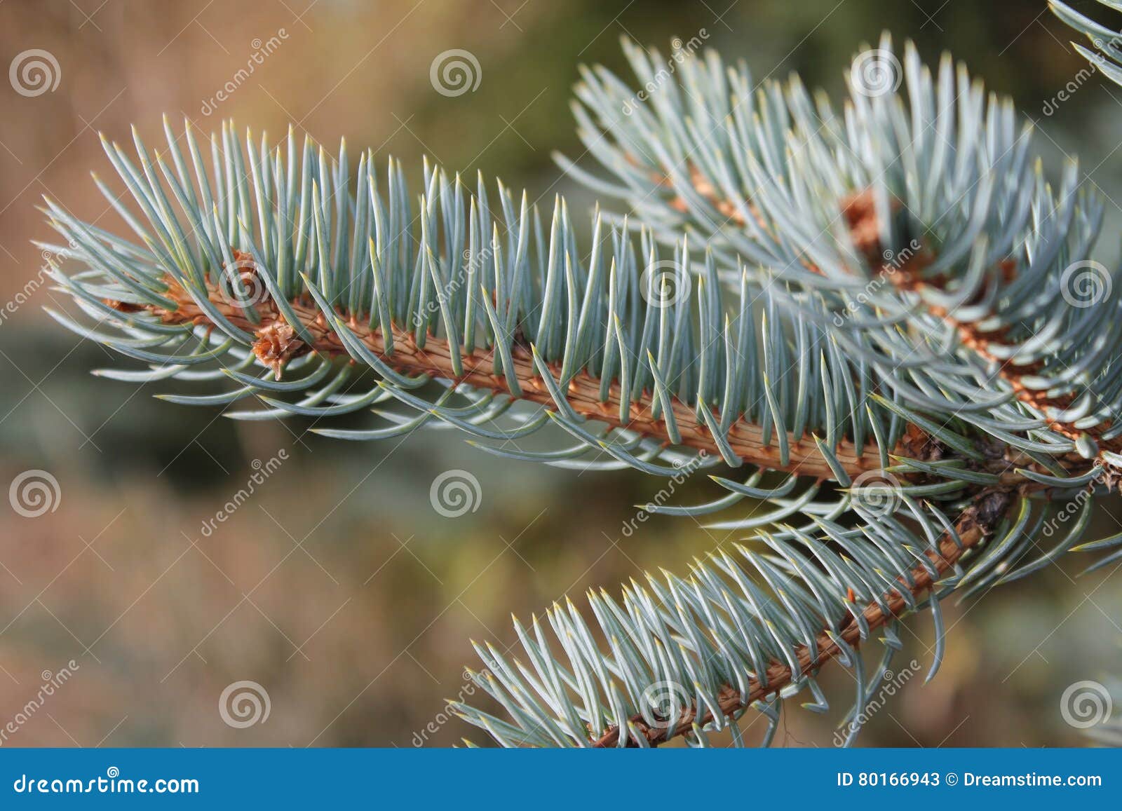Blue spruce limb stock image. Image of tree, beautiful - 80166943