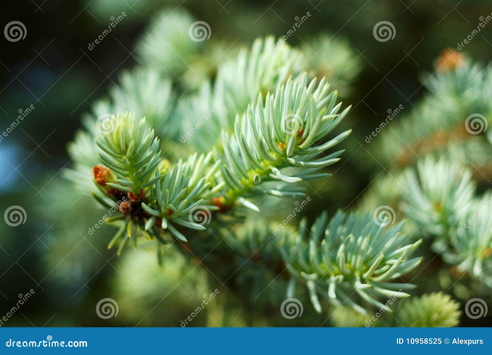 Blue spruce needles. stock image. Image of color, nature - 10958525