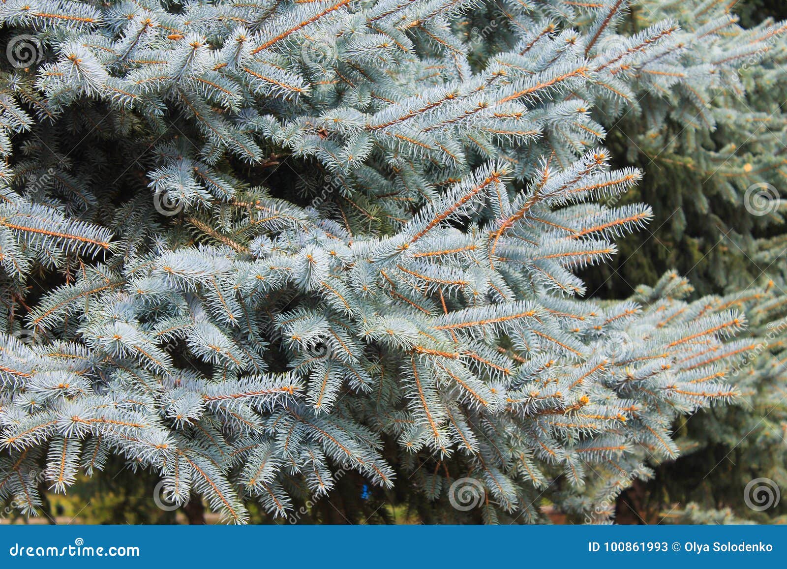 Blue Spruce Needles on a Branches Stock Image - Image of furtree ...