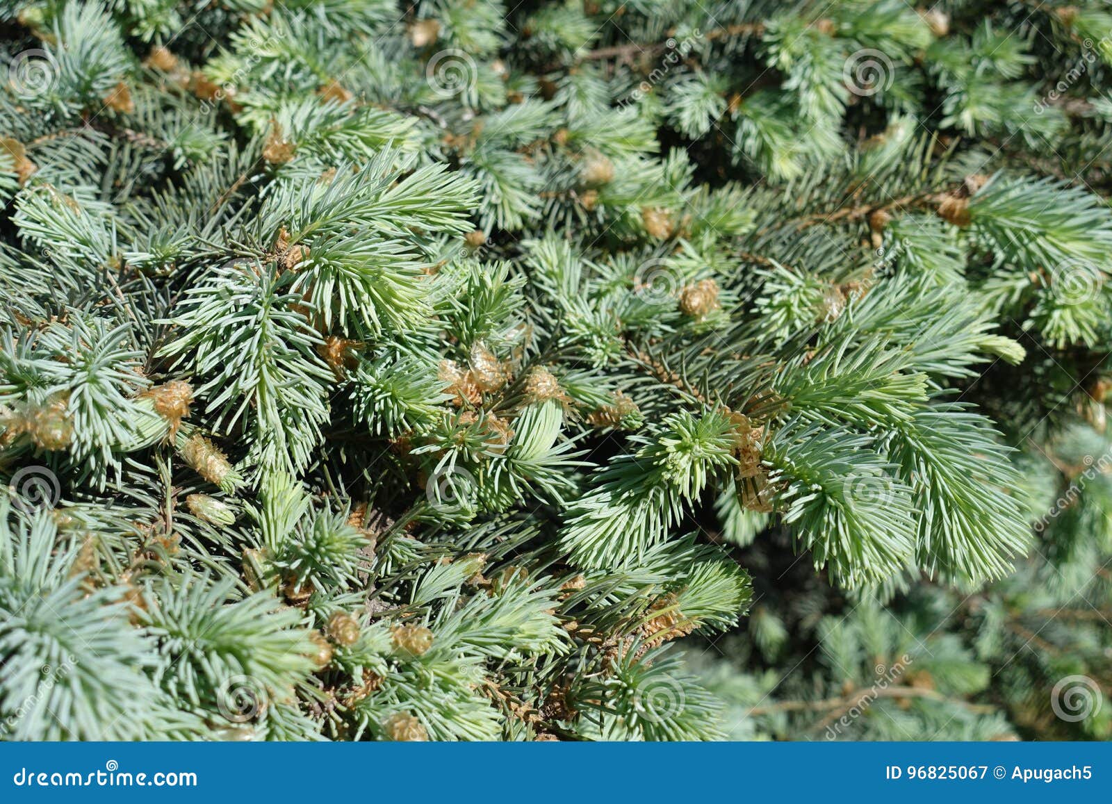 Blue Spruce New Growth in Spring Stock Image - Image of leaf, green ...