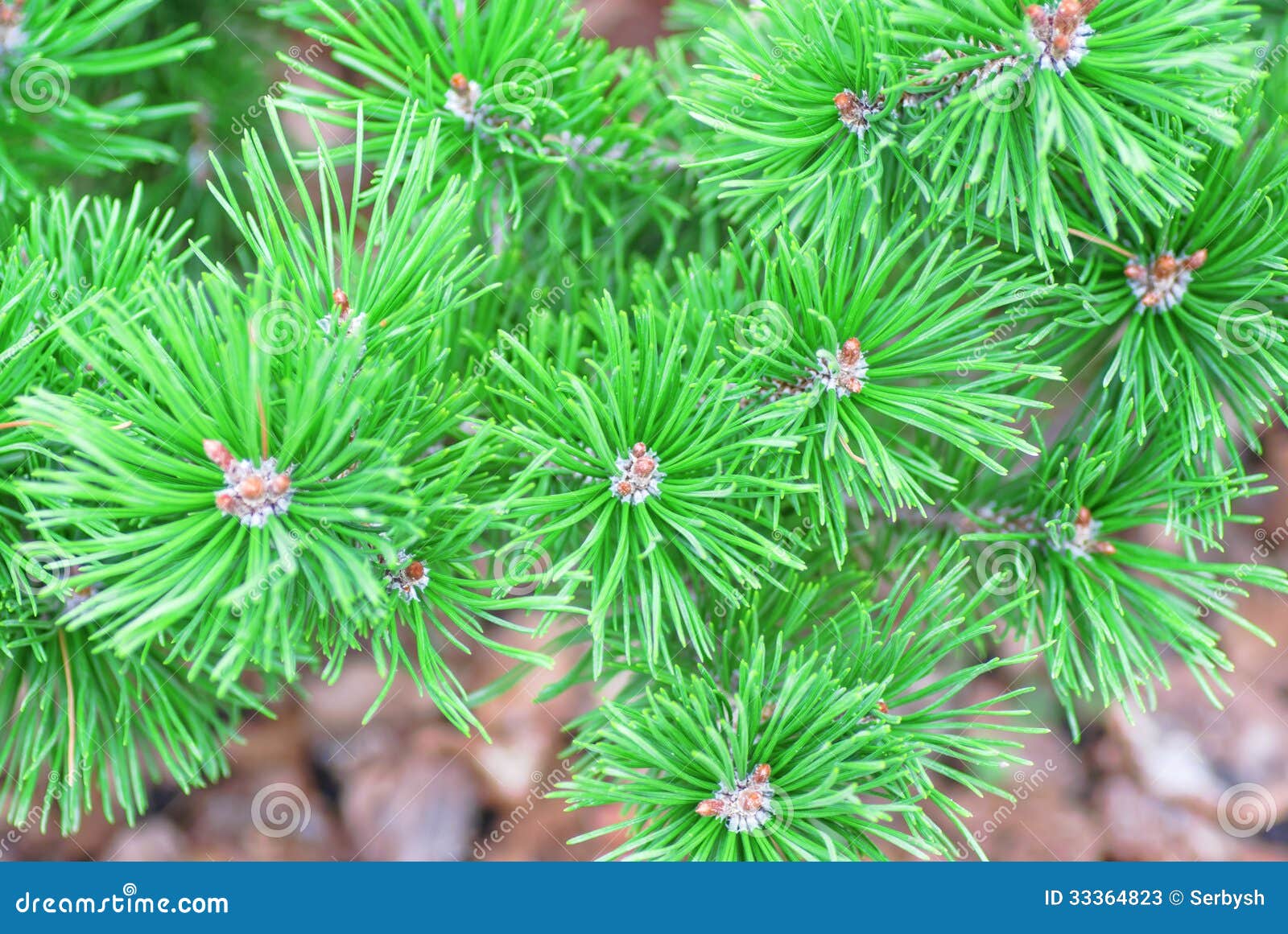 Blue spruce pine, fir tree stock image. Image of horizontal - 33364823