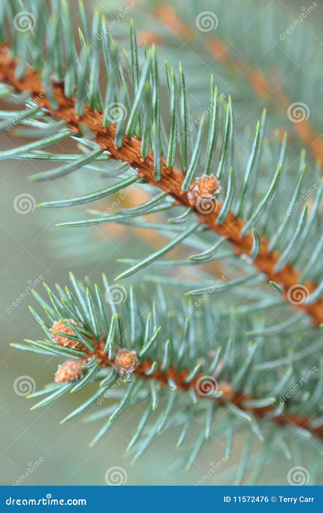 Blue Spruce Pine Tree stock photo. Image of needle, brown - 11572476