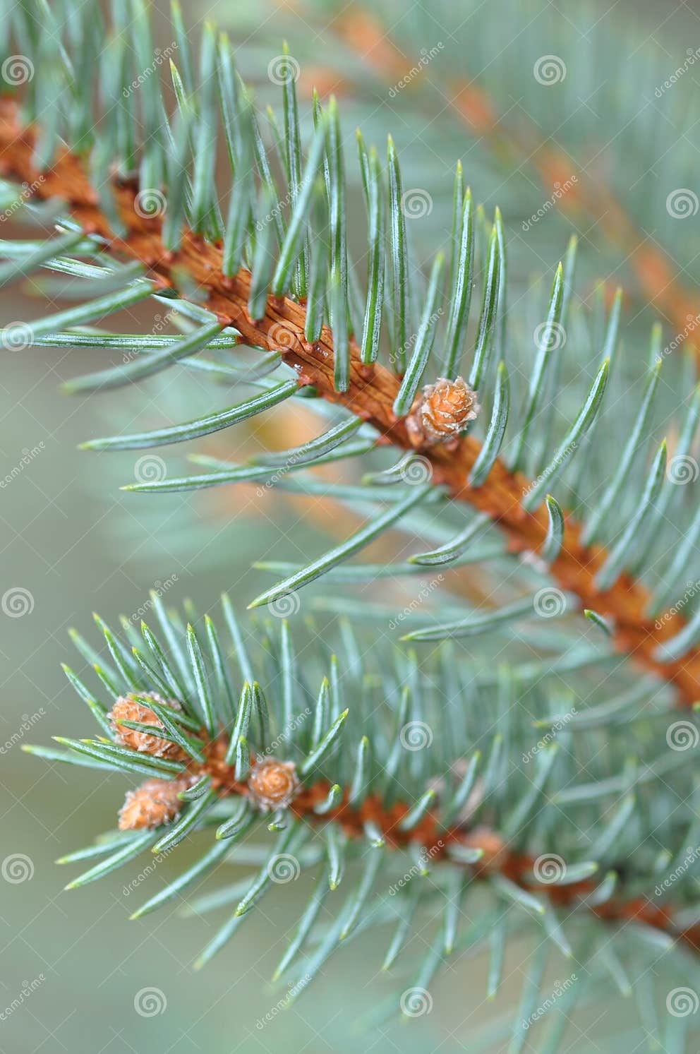 Blue Spruce Pine Tree stock photo. Image of needle, brown - 11572476