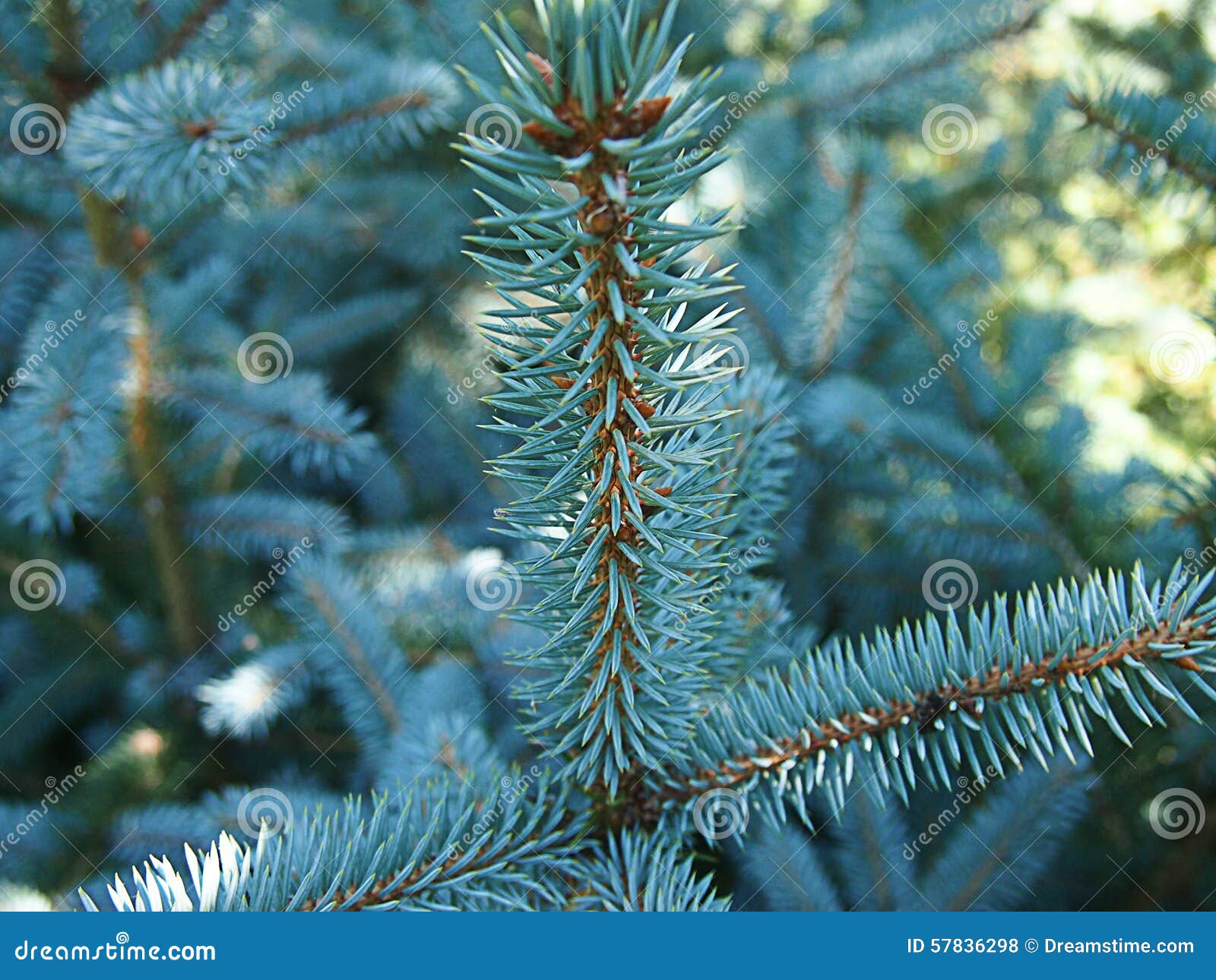 Blue spruce stock photo. Image of agriculture, spruce - 57836298