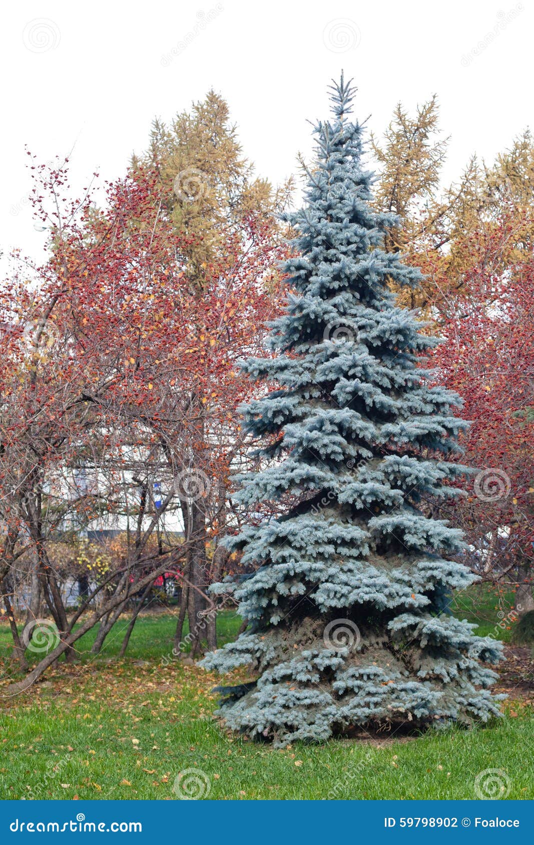 Blue spruce stock photo. Image of blue, plant, leave - 59798902