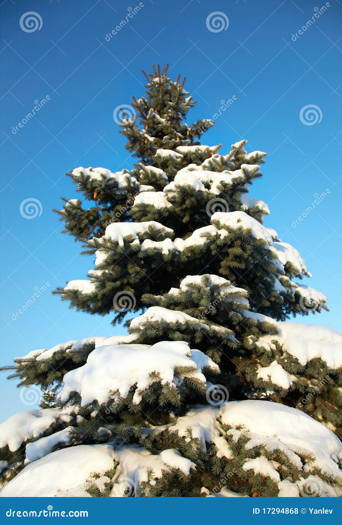 Blue spruce in the snow stock photo. Image of horizontal - 17294868