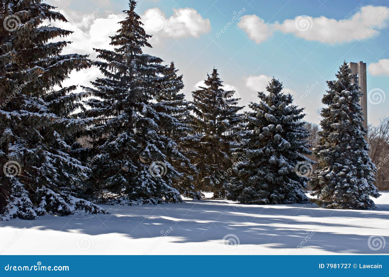 Blue Spruce in Snow stock image. Image of cloudscapes - 7981727