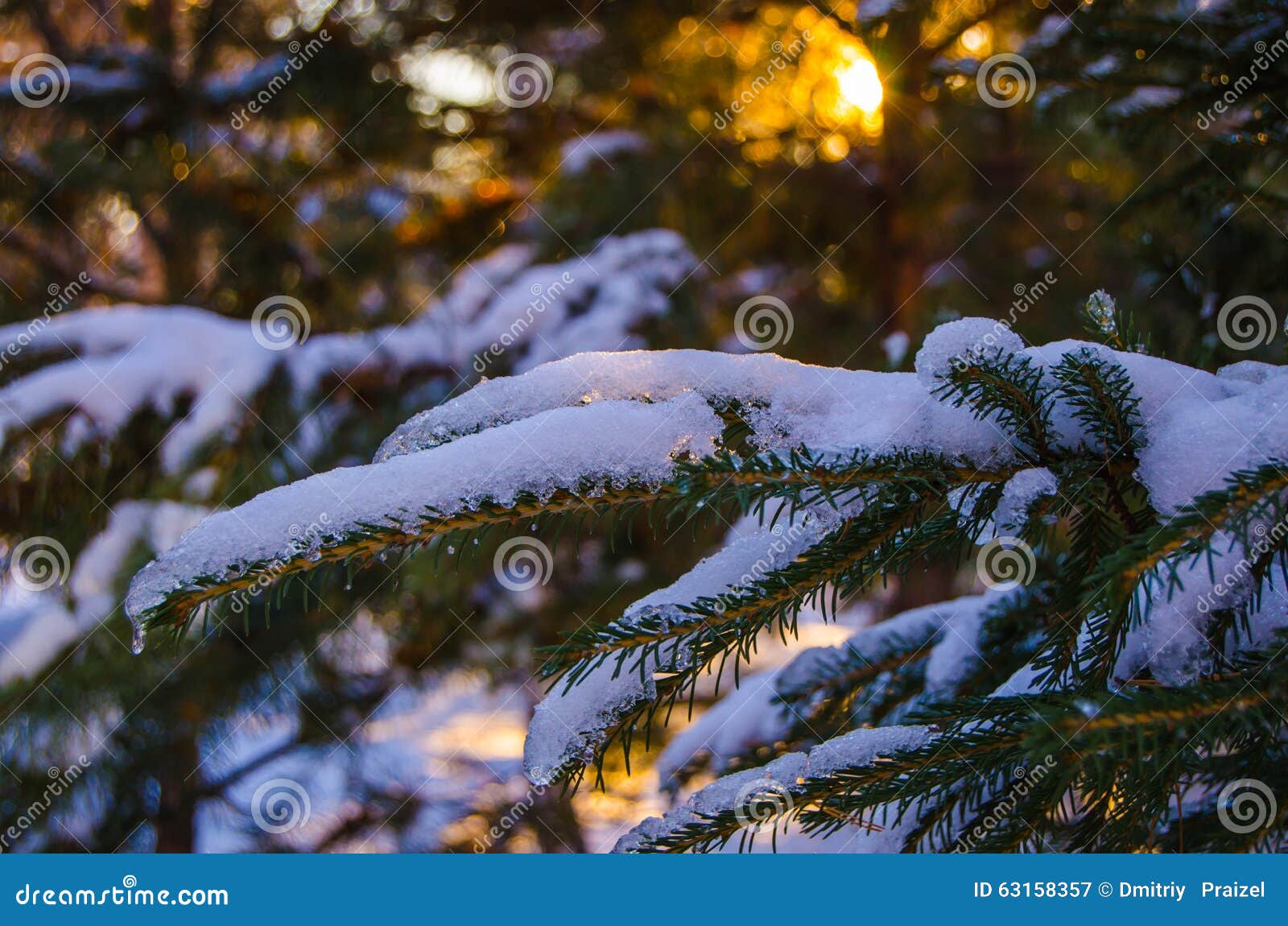 Blue spruce in the snow stock image. Image of plant, tree - 63158357