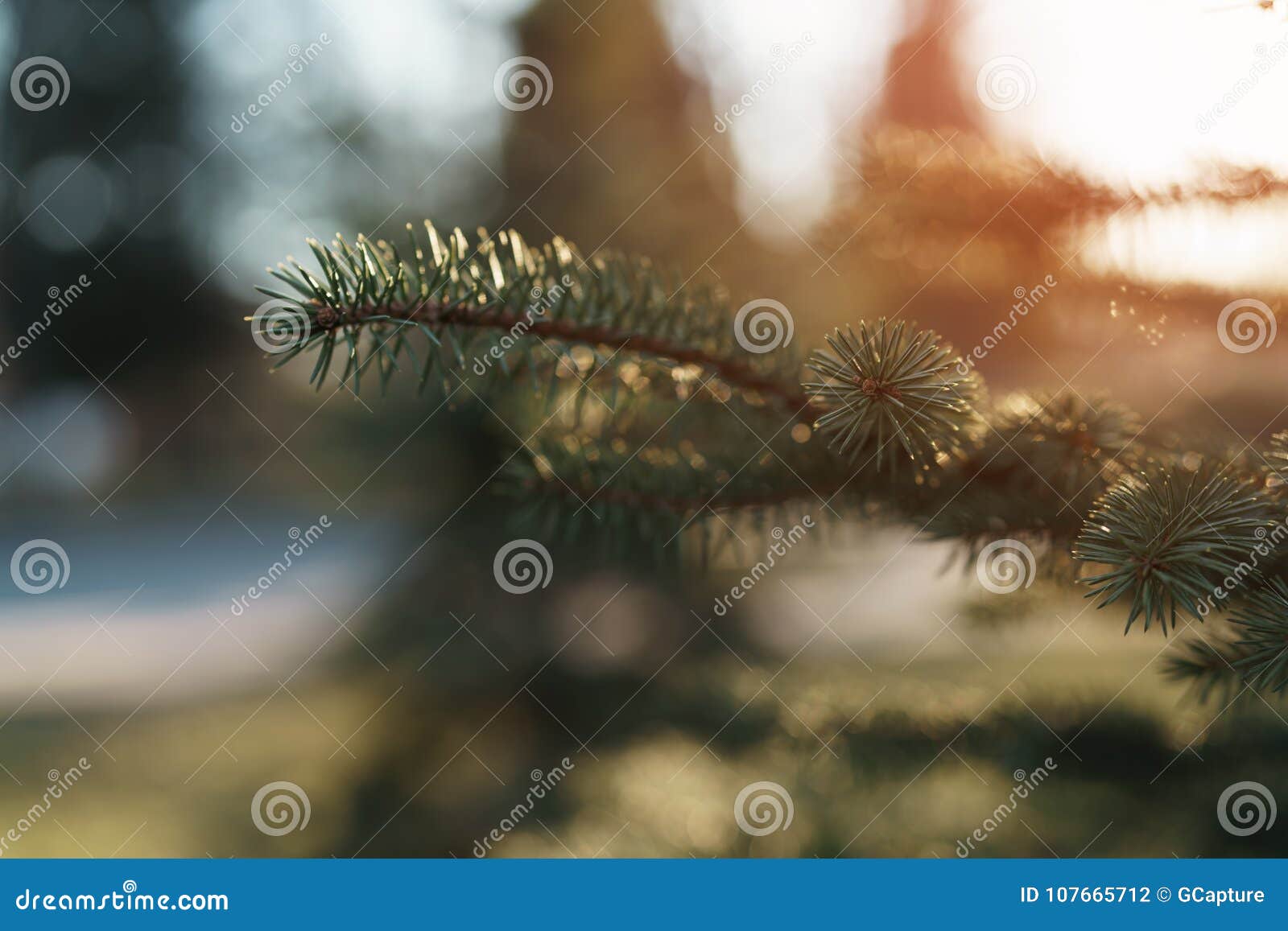 Blue Spruce in Spring Sunset Light Stock Photo - Image of evergreen ...
