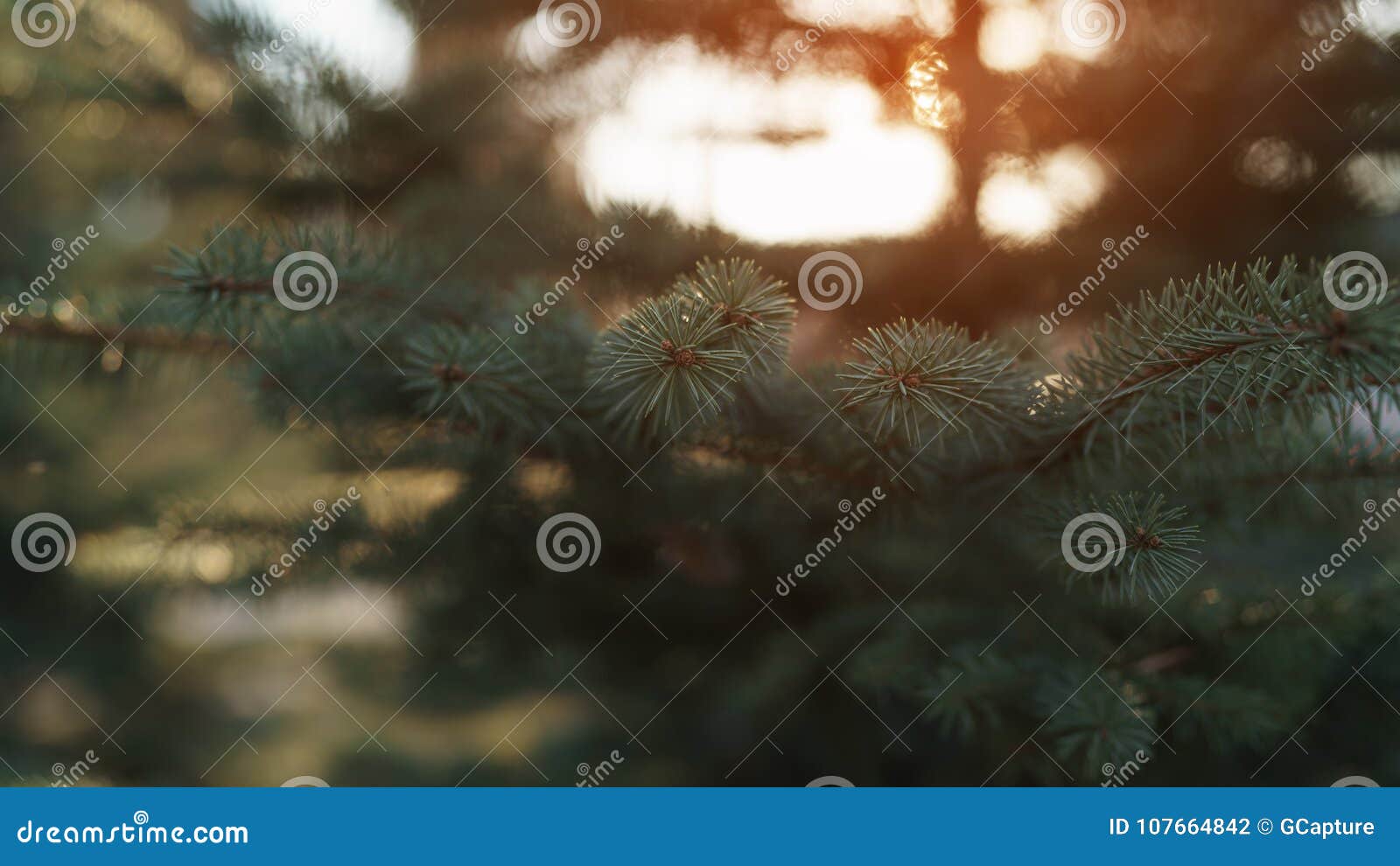 Blue Spruce in Spring Sunset Light Stock Photo - Image of macro ...